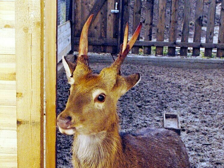 Амурская находка: окровавленная голова косули в детском лагере ...